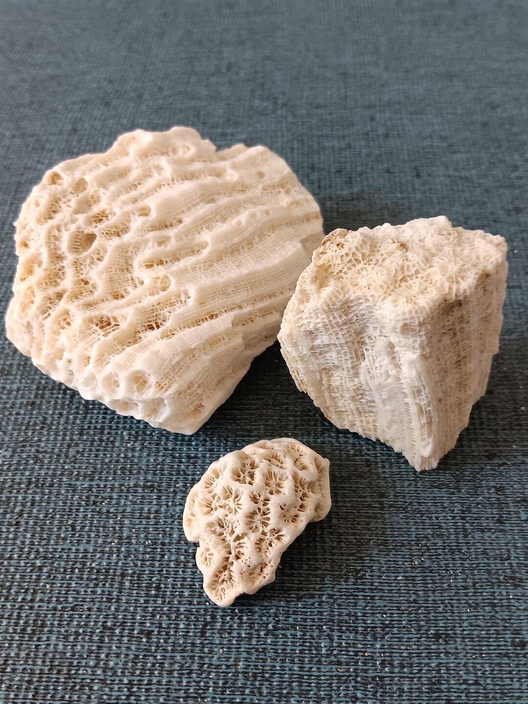 Coral Fossils 3 Pieces Perfect for Beach Themed Home Decor Free ...