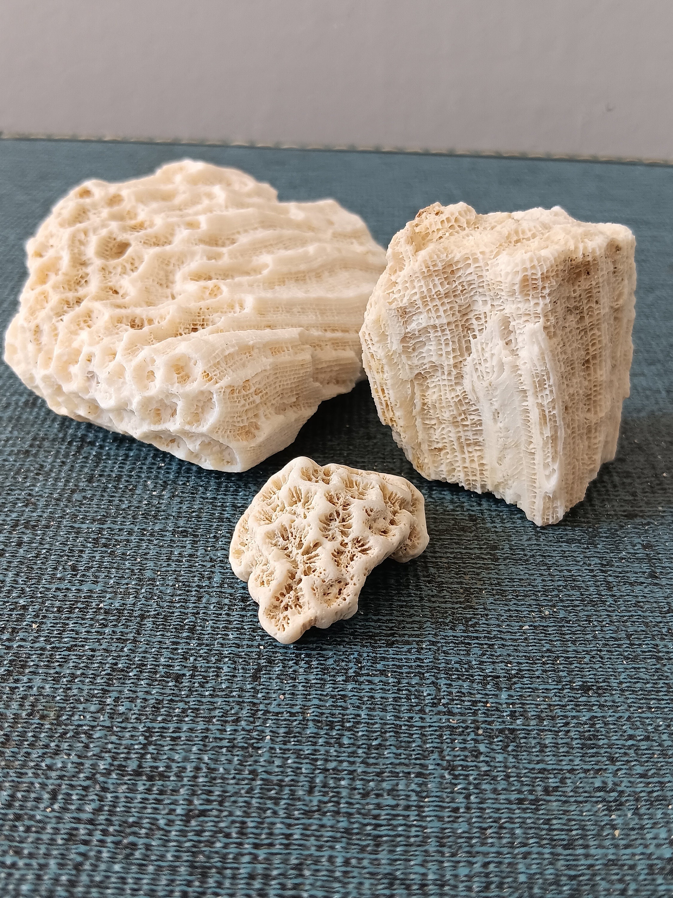 Coral Fossils 3 Pieces Perfect for Beach Themed Home Decor Free ...