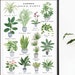 House Plants Poster Print Botanical Art Illustration A3 A2 | Etsy