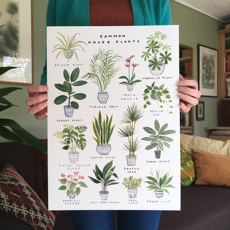 House Plants Poster Print Botanical Art Illustration A3 A2 | Etsy