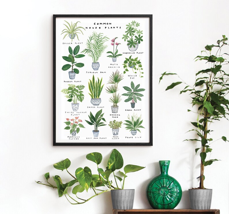 House Plants Poster Print Botanical Art Illustration A3 A2 - Etsy