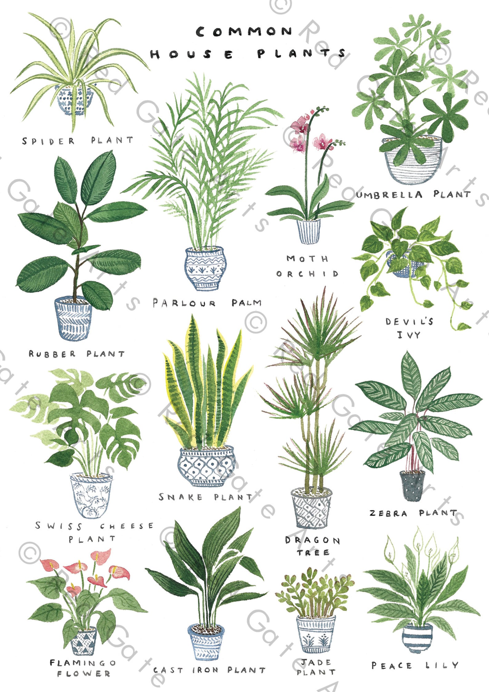 House Plants Poster Print Botanical Art Illustration A3 A2 - Etsy UK