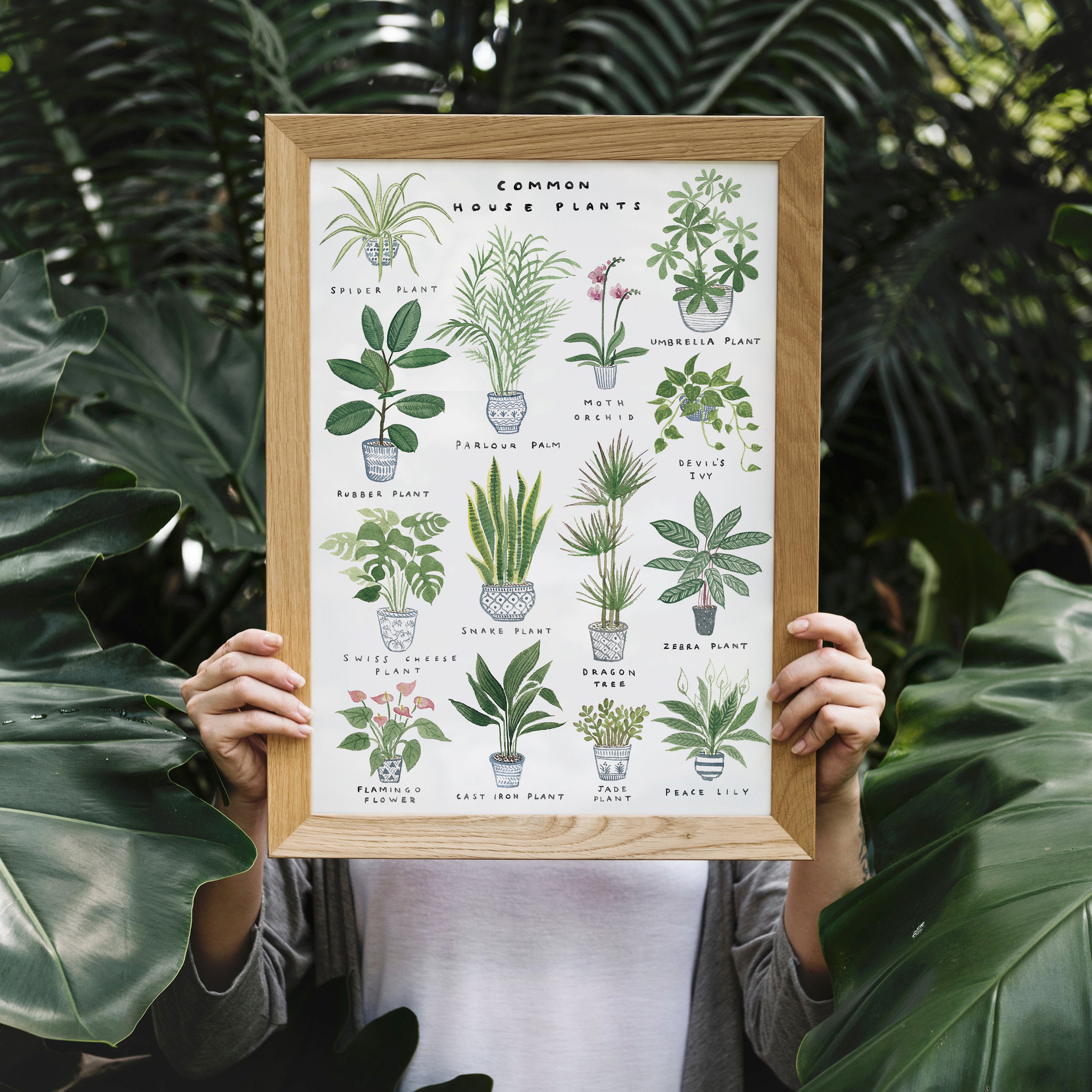 House Plants Poster Print Botanical Art Illustration A3 A2 - Etsy UK
