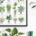 House Plants Poster Print Botanical Art Illustration A3 A2 - Etsy