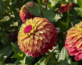 Queen Lime Red Zinnia 20 Seeds Packet - Etsy