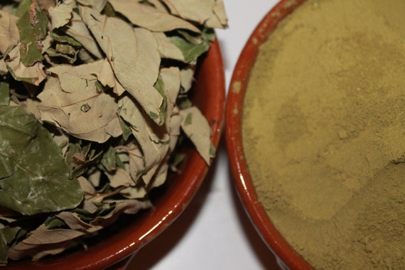 Pure Yemeni Sidr Powder lote Tree 100g Zizyphus - Etsy