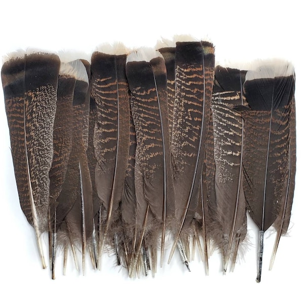 Turkey Tail Feathers - Etsy