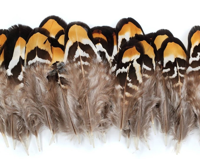 10 Pcs Reeves Pheasant Feathers 2-4 Natural Brown Loose Body Wing ...