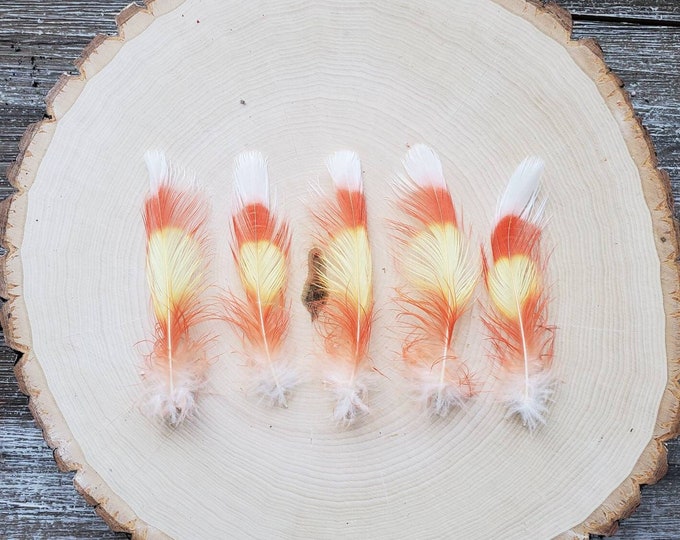 Naturally Molted, Blue Feathers, 5 Pieces, 3.5-5.5 Inches - Etsy