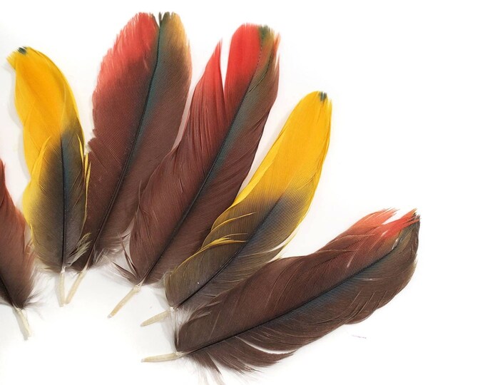 Naturally Molted, 4 Pieces, 3-5.5 Inches, Blue Feathers - Etsy