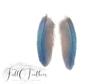 Blue feathers | Etsy