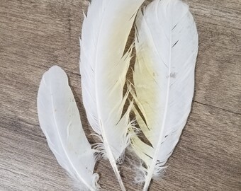 Cockatoo feathers | Etsy