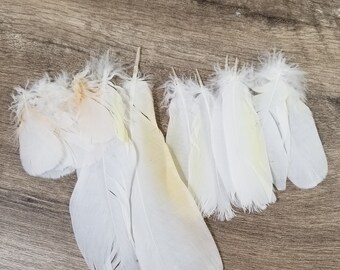 Cockatoo feathers | Etsy