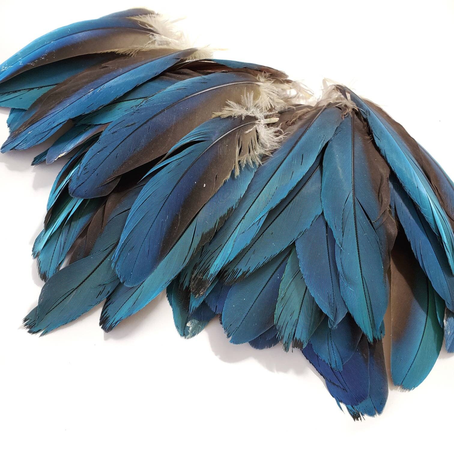 Naturally Molted 4 Pieces 3-5.5 Inches Blue Feathers - Etsy