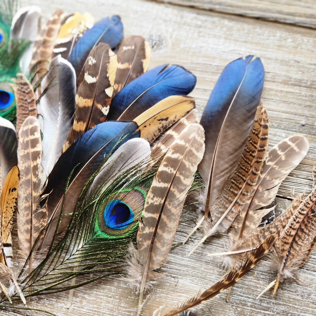 Assorted Pheasant Feathers 3-6 Colorful Natural Feathers, Mixed ...