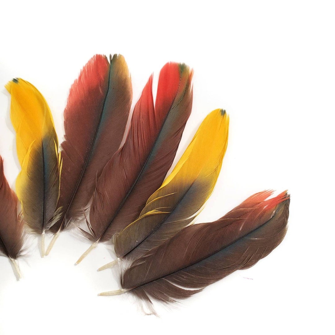 Extended Shipping Timeframecruelty Free, 6 Pieces, 2.5-4 Inches, TRI ...