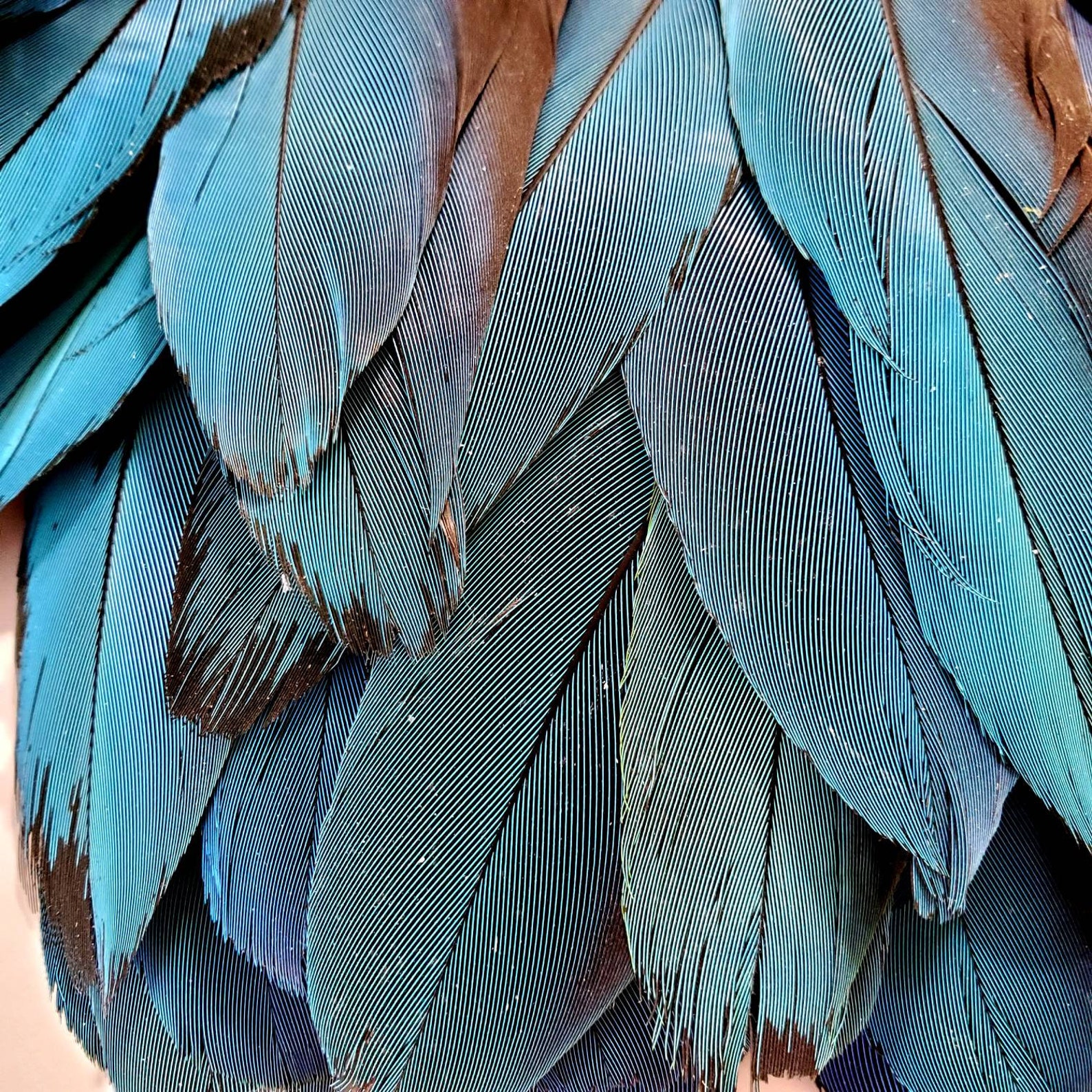 Naturally Molted 4 Pieces 3-5.5 Inches Blue Feathers - Etsy