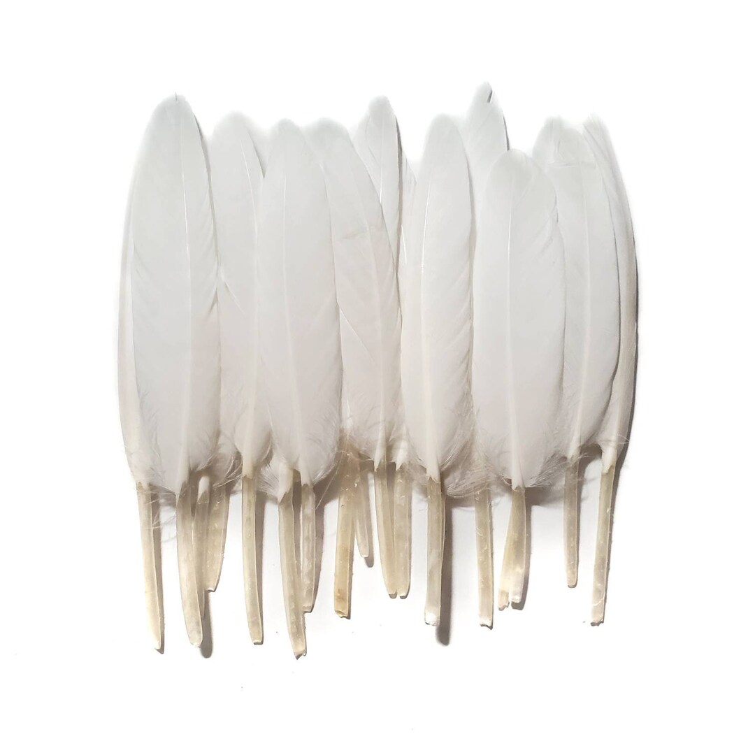 10 Pcs White Duck Feathers 4-6" Dyed Duck Loose Wholesale Cochettes ...