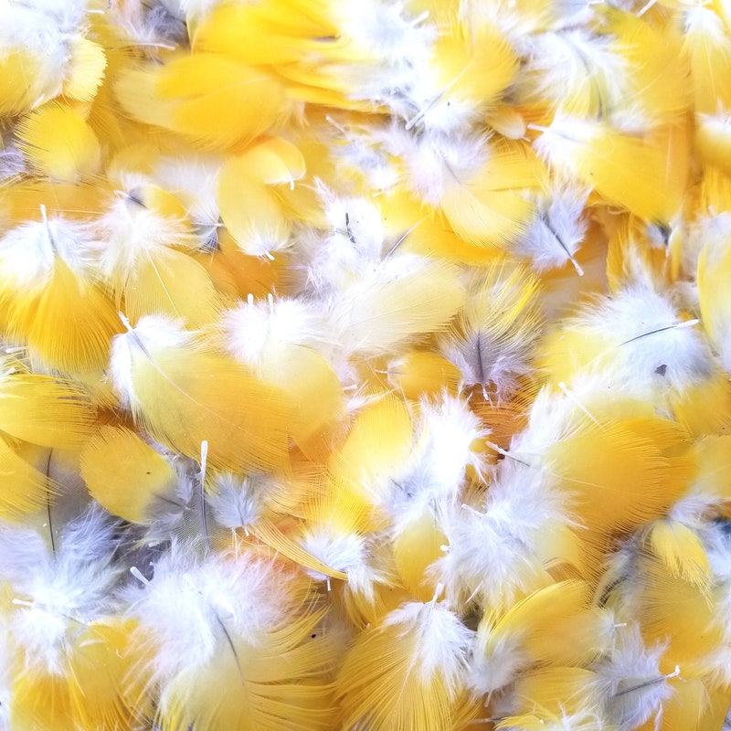 Yellow Feather - Etsy