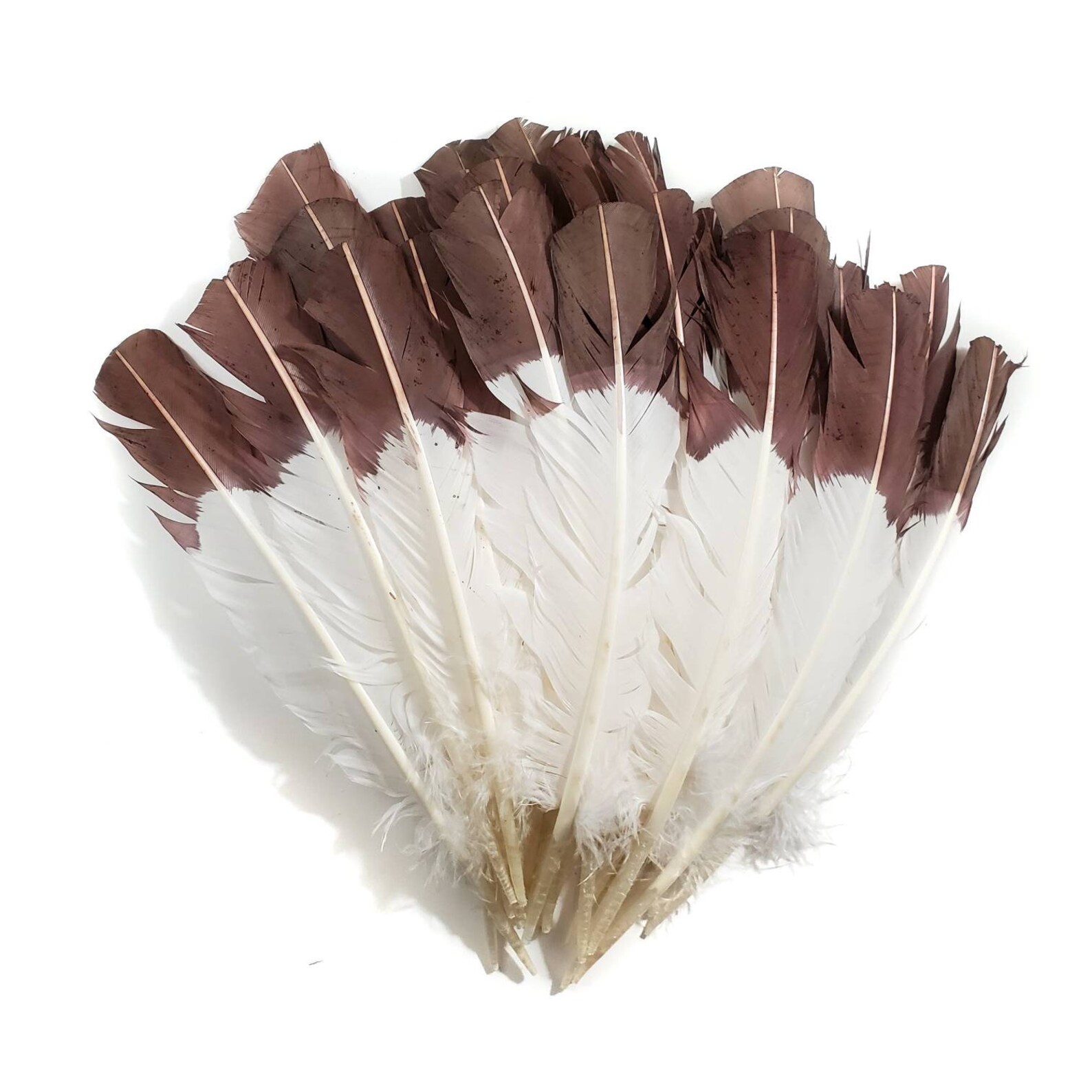 Imitation Feathers 6 Pieces Brown Tip Turkey Feathers - Etsy