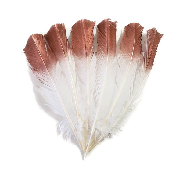 Large Feathers - Etsy