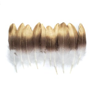 Extended Shipping Gold Tip Brown Goose Feathers, 10 Pieces, 6-8 Inches ...