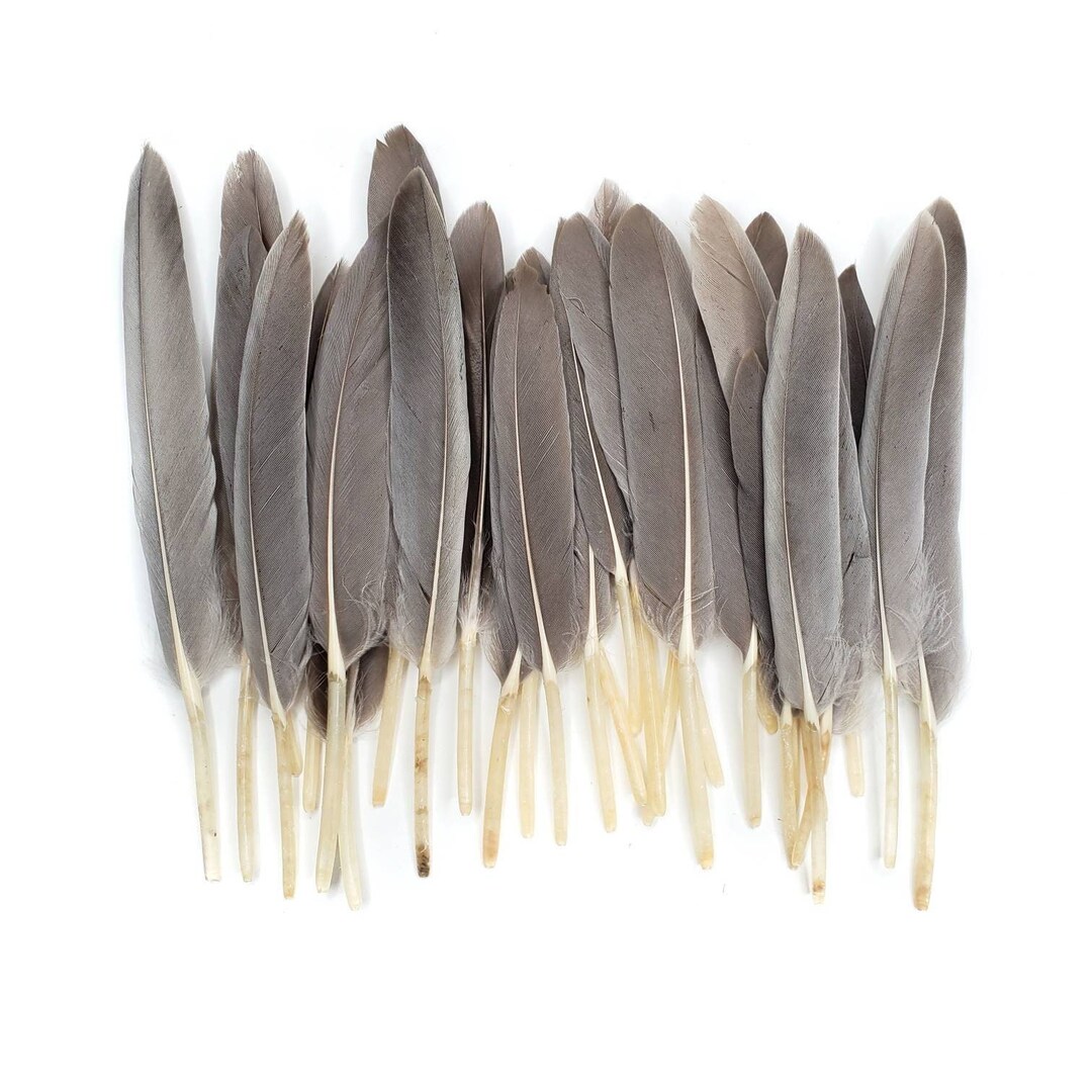 10 Pcs Natural Gray Duck Feathers 4-6" Natural Duck Loose Wholesale ...