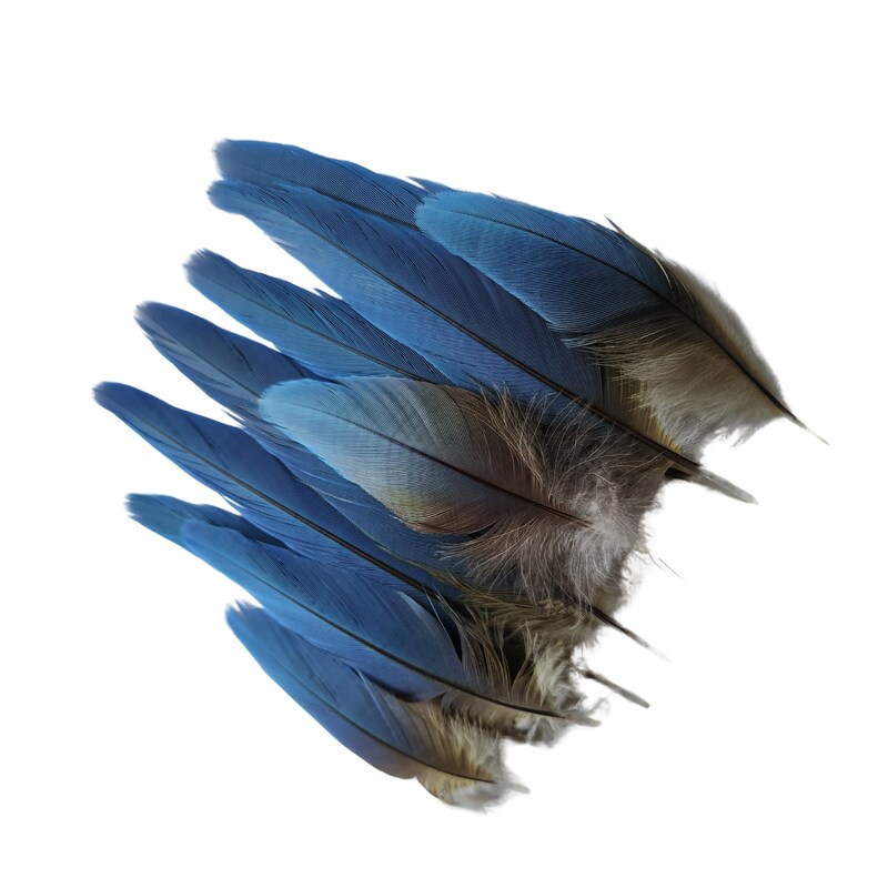 FullOFeathers - Etsy