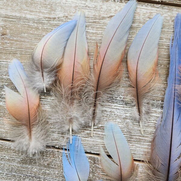 Cruelty Free Ostrich Feathers - Etsy