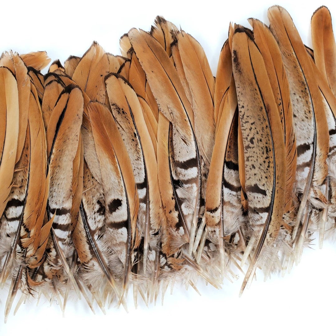 10 Pcs Reeves Pheasant Wing Feathers 3.5-5 Natural Brown - Etsy