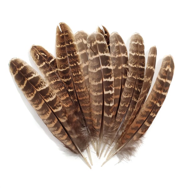 Brown Feathers - Etsy