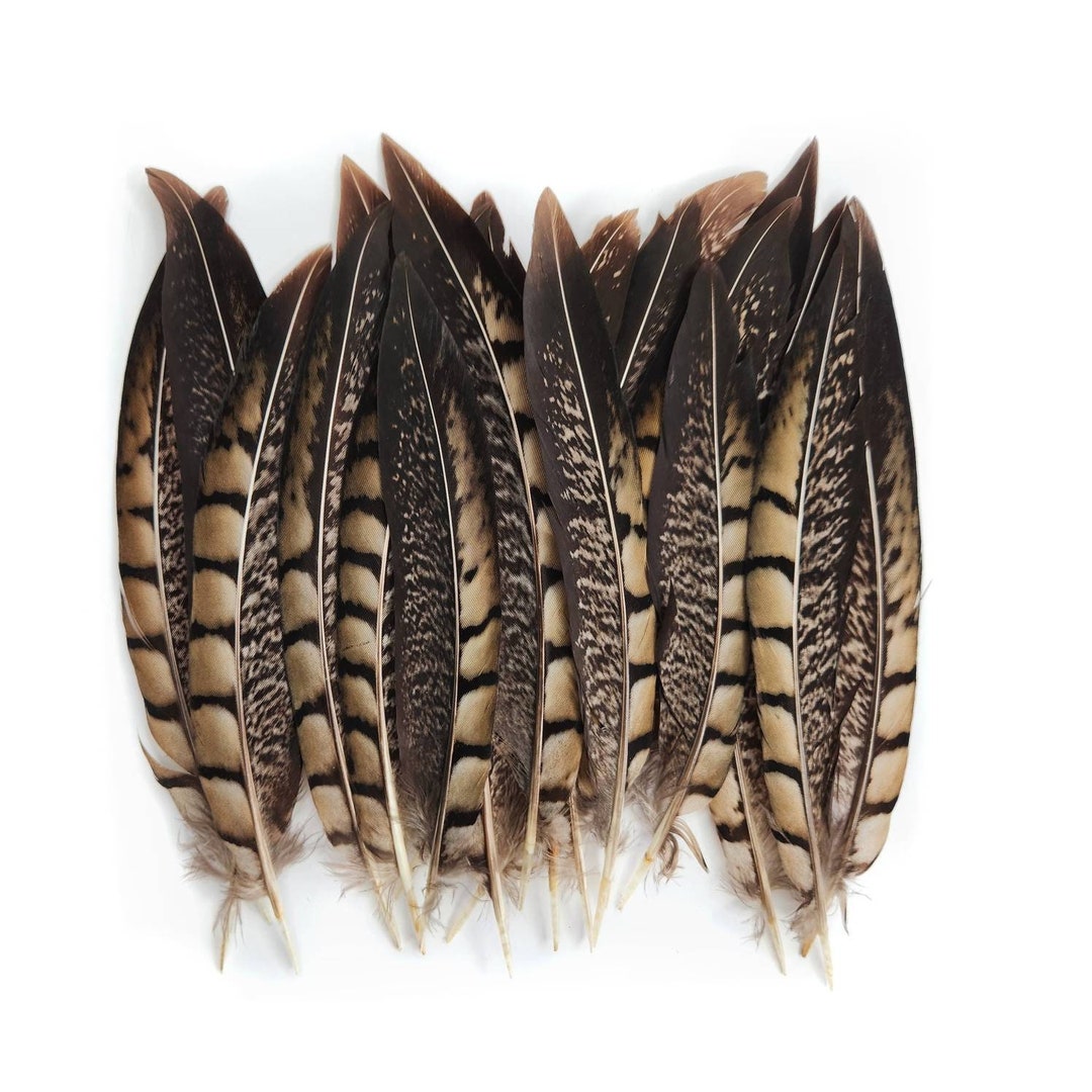 Extended Shipping* 5 Pcs Reeves Pheasant Feathers 5-7" Natural Brown ...