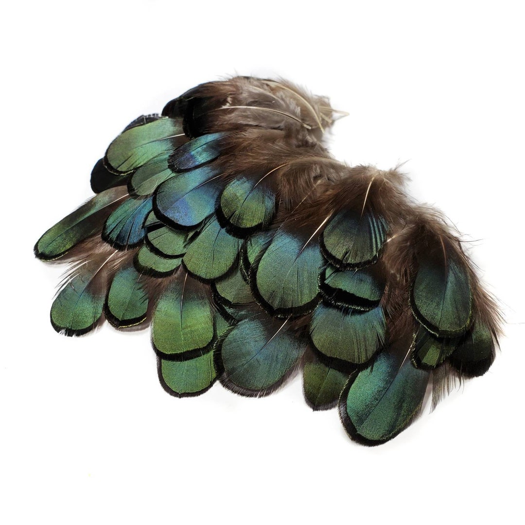 50 Pcs BULK Green Lady Amherst Pheasant Feathers 1-3" Small Body Plumage Loose Feathers - Etsy
