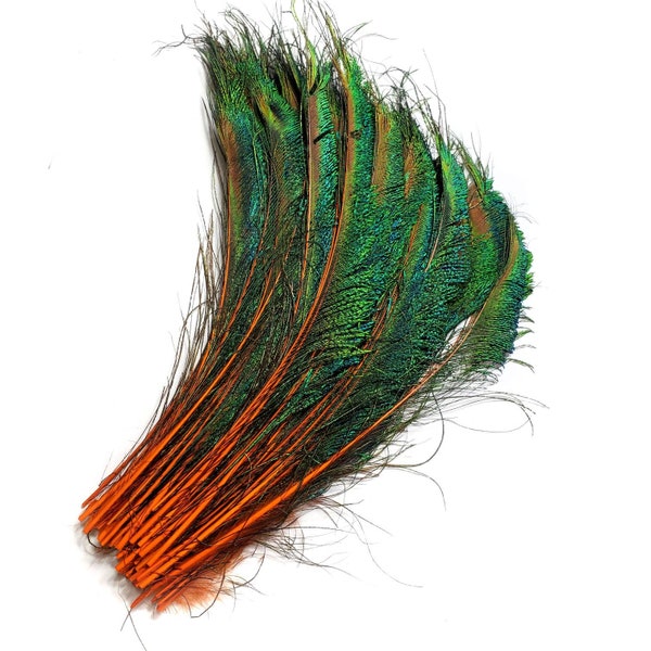Peacock Feathers Etsy