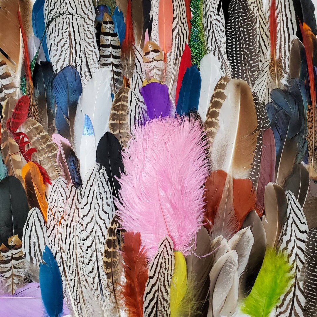 35 Pcs BULK Assorted DAMAGED Feathers 1-10" Assorted Loose Body ...