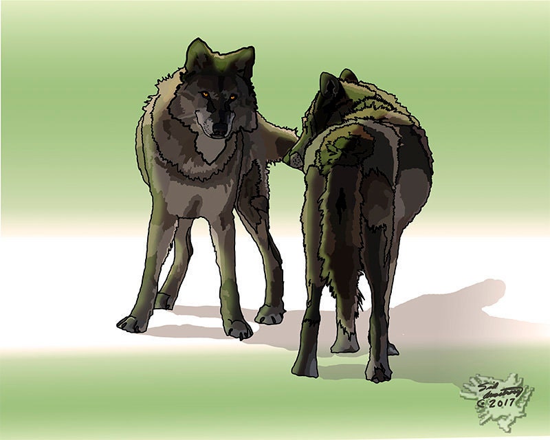 Wolf Mating Drawing
