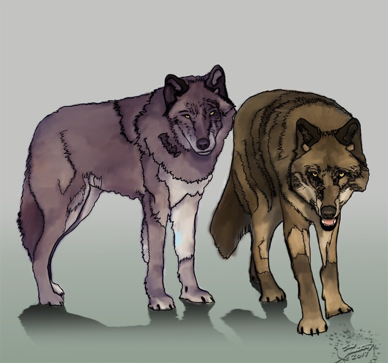 20 X 16 on Canvas. Wolf Painting, Wolf Print, Two Wolves, Nature Wolves ...