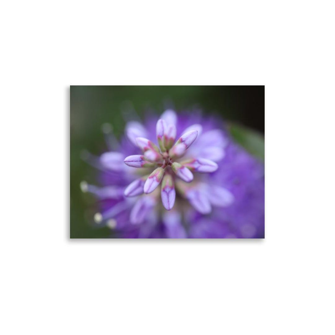 Purple Flower Poster - Etsy