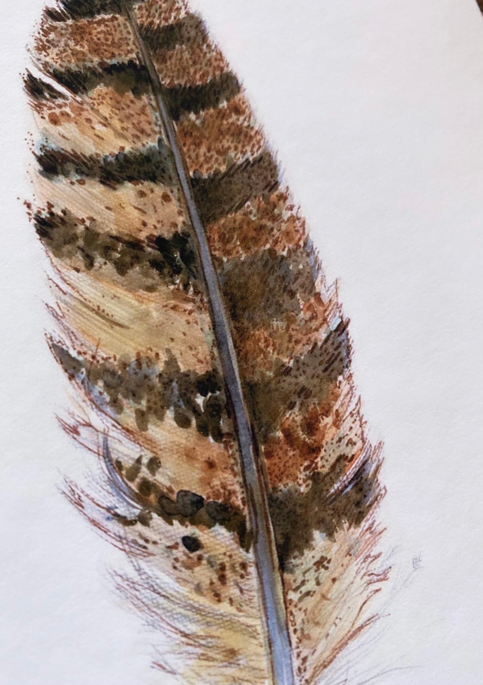 Original Fine Art Print Turkey Feather Watercolor Illustration | Etsy