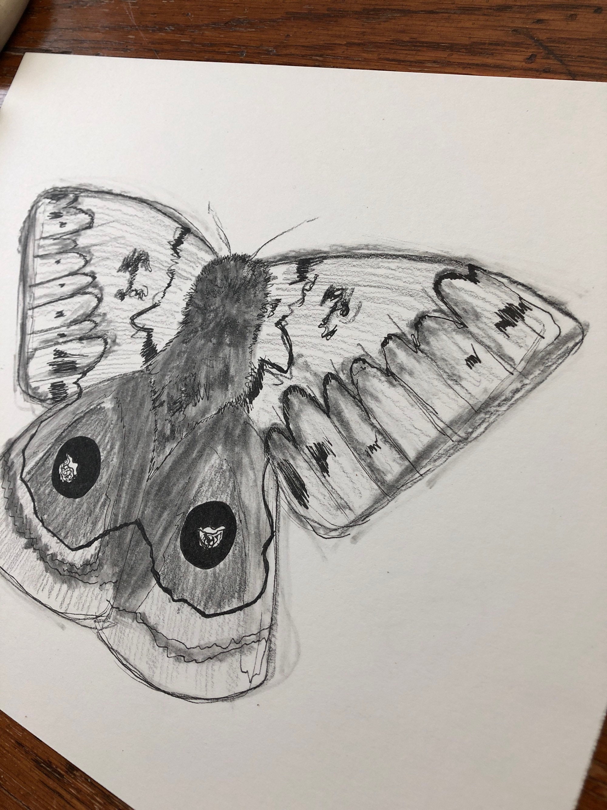 Original Art | Moth Art | Black and White Art | Illustration | Abstract ...