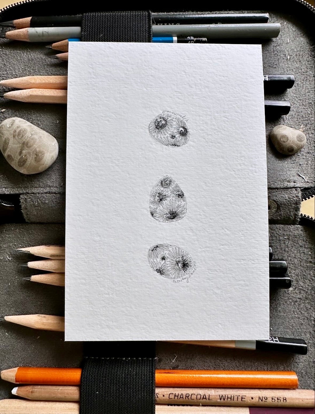 Original Petoskey Stone Drawing Geological Rock Pencil Charcoal Black ...