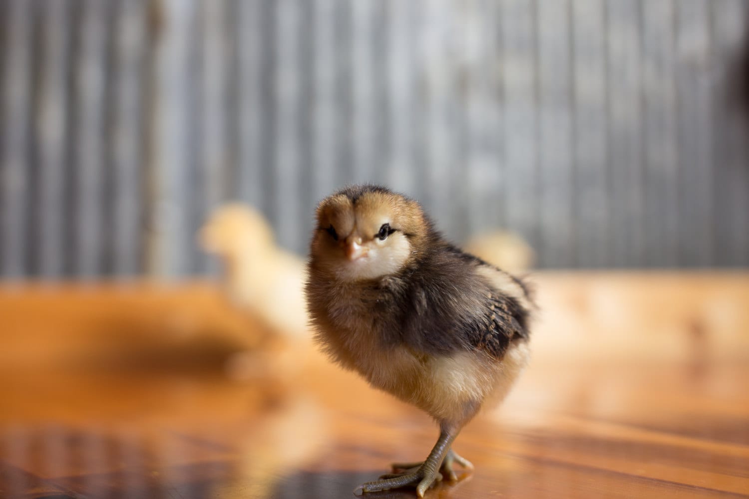 Chicken Photography, Baby Chick, Animal Photography, Farmhouse Decor ...