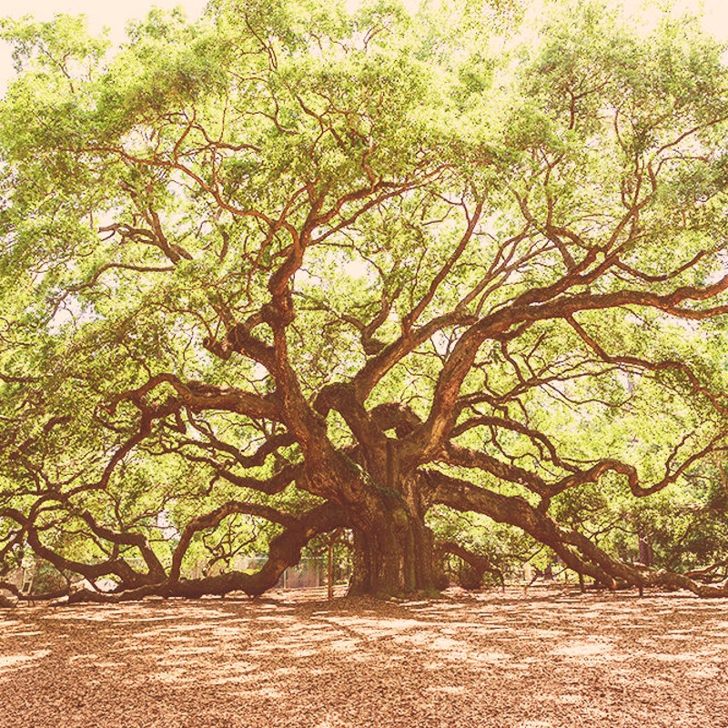 Angel Oak - Etsy