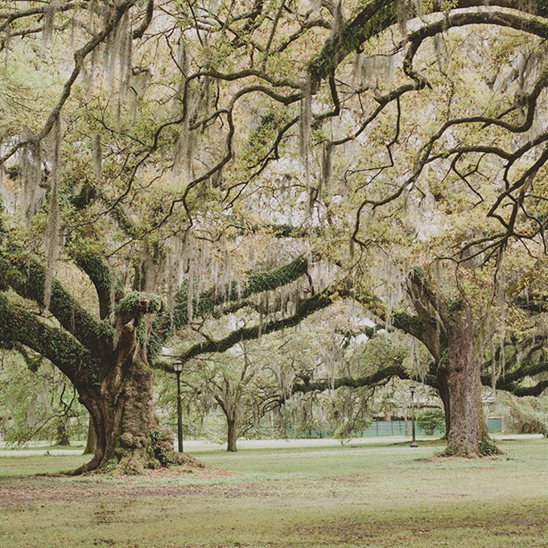 Live Oak Trees - Etsy