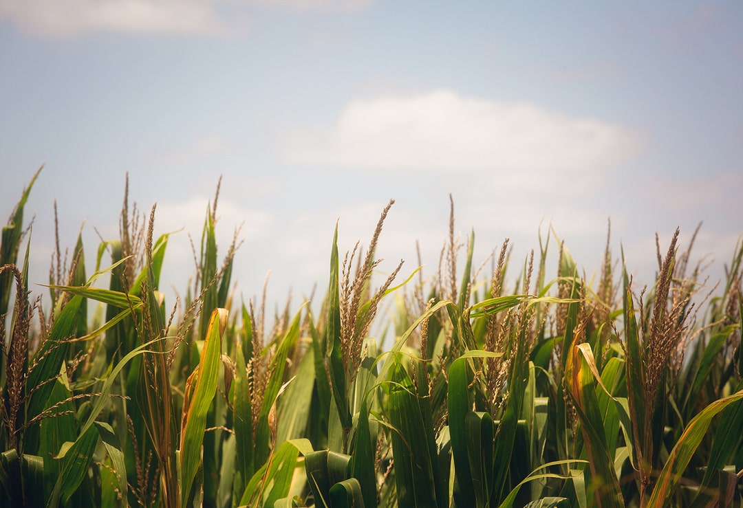 Cornfield Photography, Farmhouse Decor, Cornfield Photograph, Rustic ...