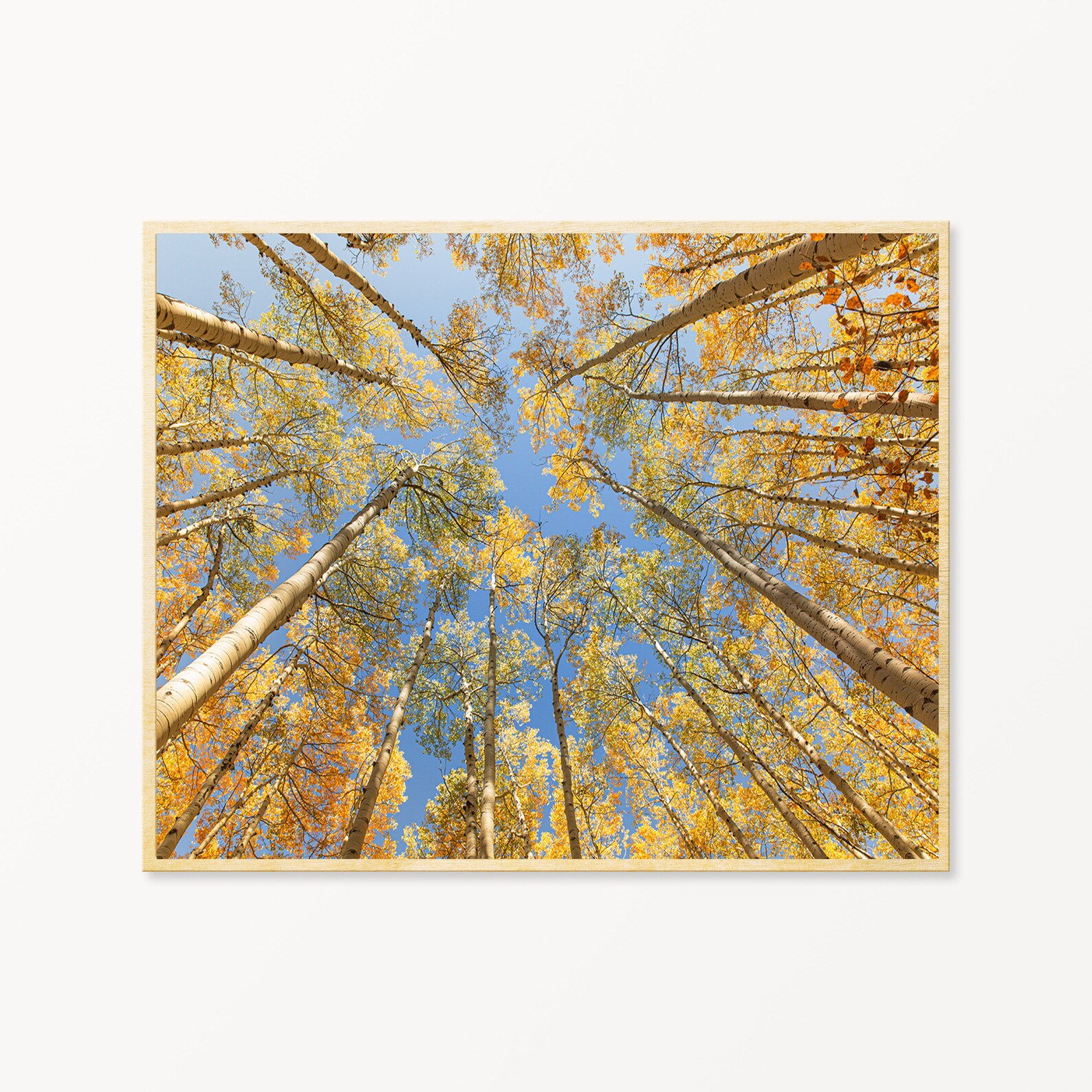 Aspen Wall Art Aspen Fall Foliage Colorado Aspen | Etsy