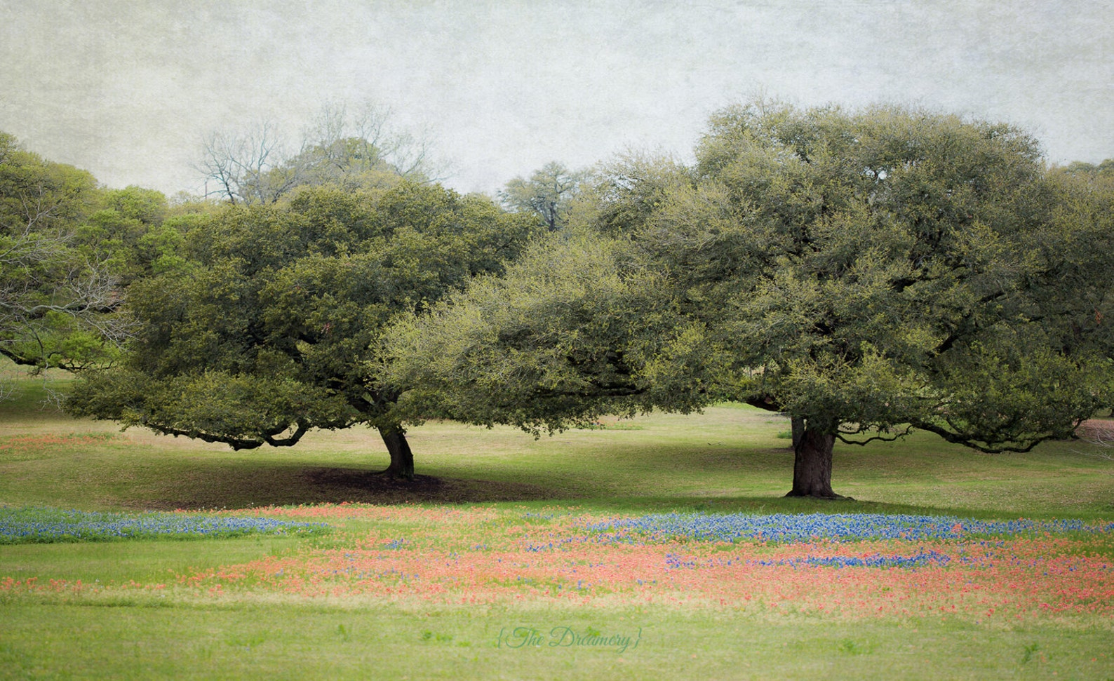Texas Landscape Photography Texas Bluebonnets Art Brenham | Etsy