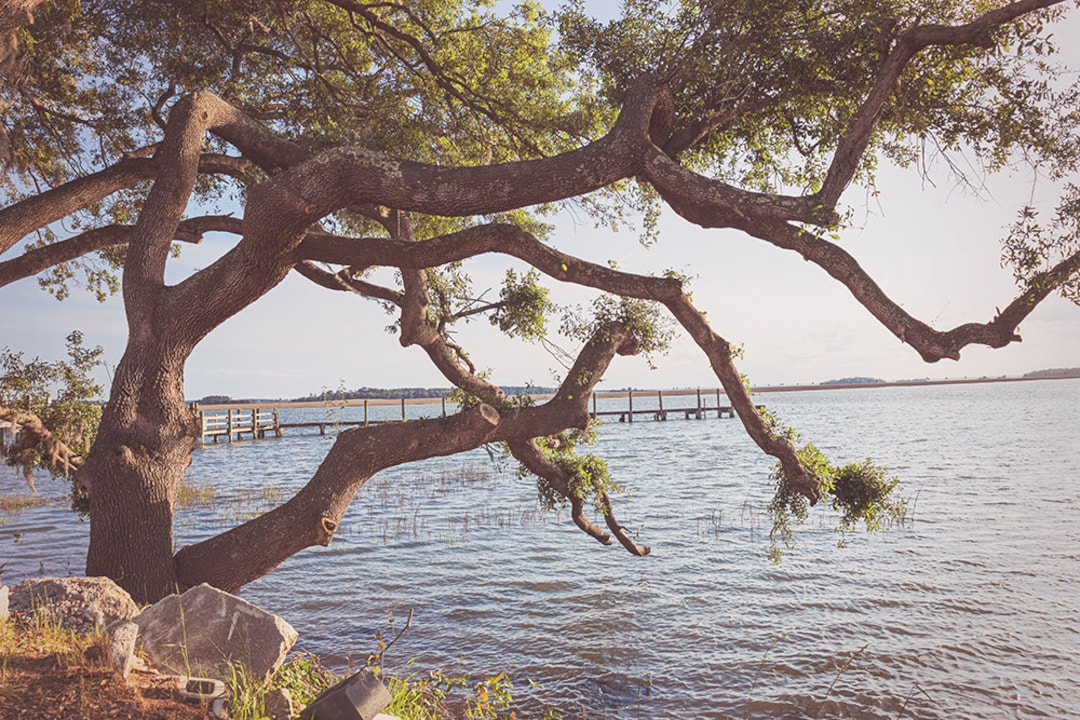 South Carolina Wall Art, Lowcountry Landscape Photography, Southern ...