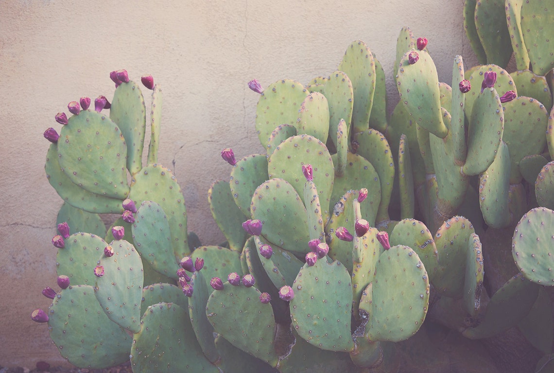 Cactus Photography Texas Photography Southwestern Art West - Etsy