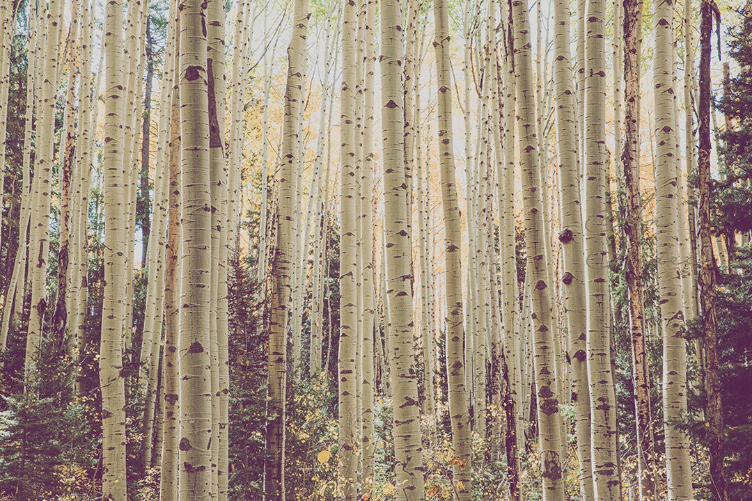 Aspen Wall Art, Aspen Fall Foliage, Colorado Aspen Photography ...
